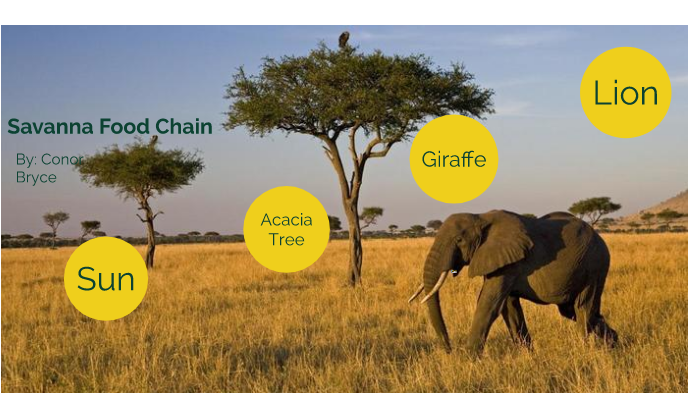 savanna Food Chain by c bryce on Prezi