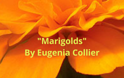 A Deeper Look into "Marigolds" by Eugenia Collier by Brittany Breslin ...