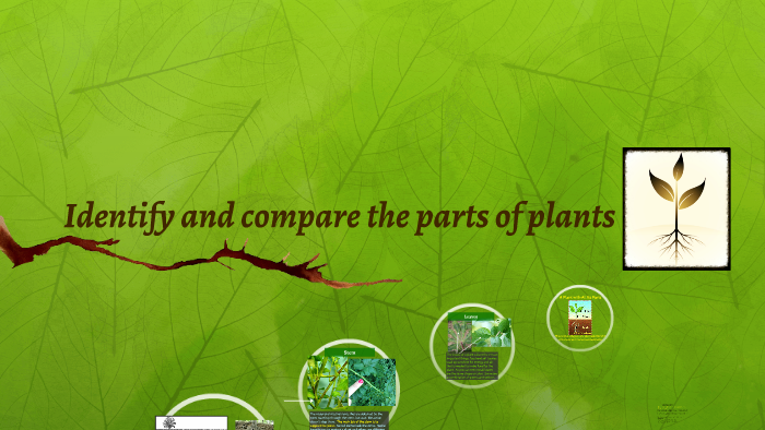 Identify and compare the parts of plants by Samantha Crow on Prezi