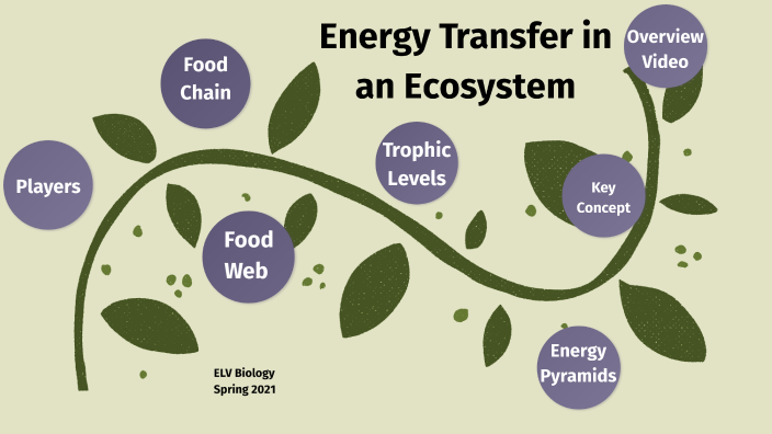 Energy Flow Through An Ecosystem Mastering Biology