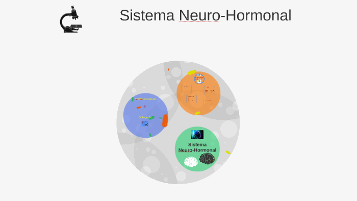 Sistema Neuro-Hormonal by Bruna Damiao on Prezi