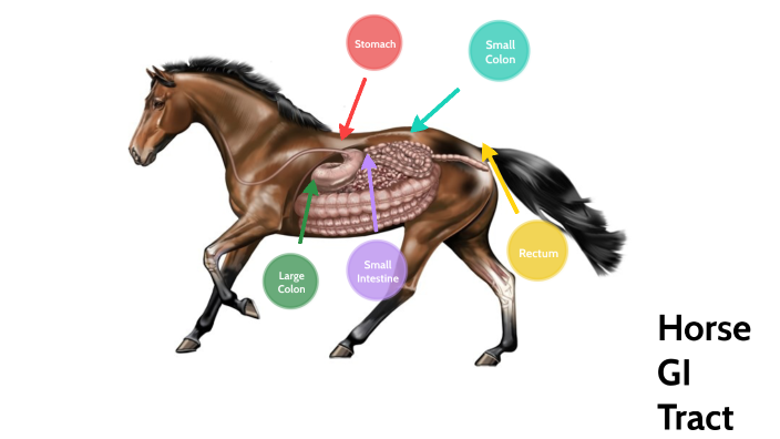 Horse GI Tract by Katelyn Cook on Prezi