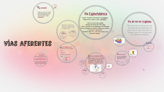 Vías Aferentes by Maca Henríquez on Prezi