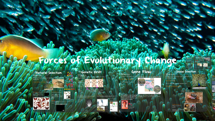 Evolution 2: Evolutionary Forces by Sarah Blechacz on Prezi