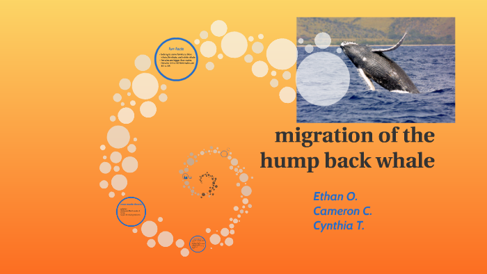 migration of the hump back whale by Cyndi Taylor on Prezi