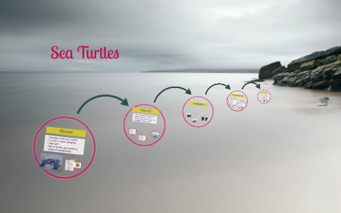 Sea Turtles by Jessica Williams on Prezi