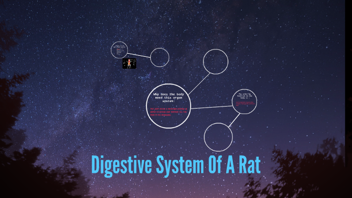 Digestive System Of A Rat by Brandon Ortiz on Prezi