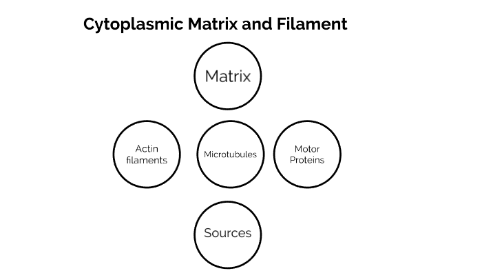 Cytoplasmic Matrix and Microtubules by Dylan Dittrich on Prezi