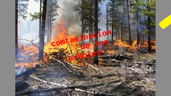 contaminación de los bosques by osman salinas on Prezi