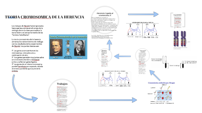 teoria cromosomica de la herencia. by roberto amador on Prezi