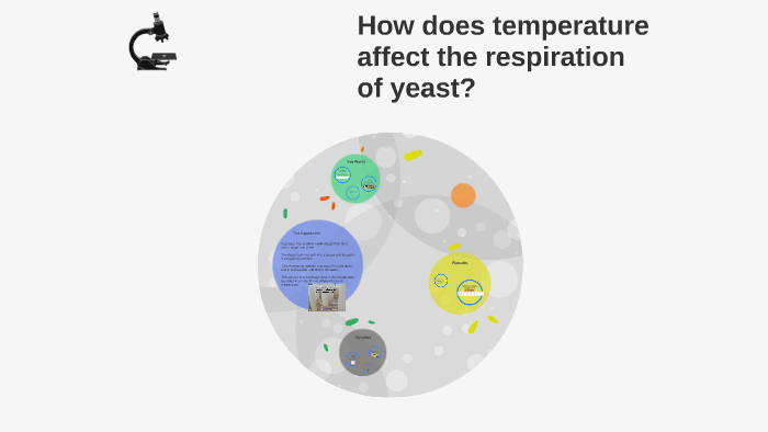 How does temperature affect the respiration of yeast? by on Prezi