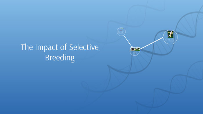 The Impact of Selective Breeding by Rebecca Speas on Prezi