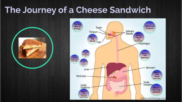 The Journey of a cheese sandwich by Lili Robertson on Prezi
