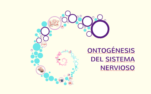 ONTOGÉNESIS DEL SISTEMA NERVIOSO by equipo suayed on Prezi