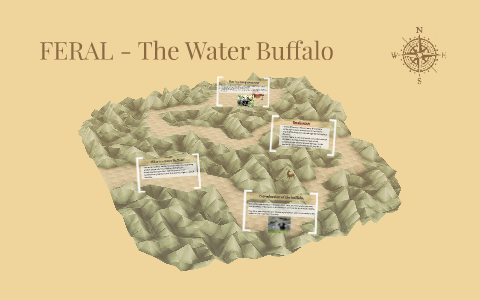 FERAL - The Water Buffalo by Scott Haycraft on Prezi