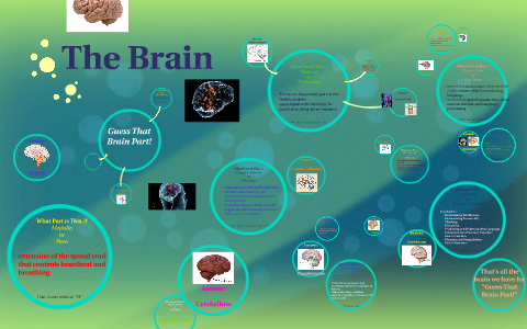 The Brain by Veronica Bauer