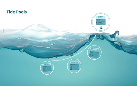Tide Pools by on Prezi