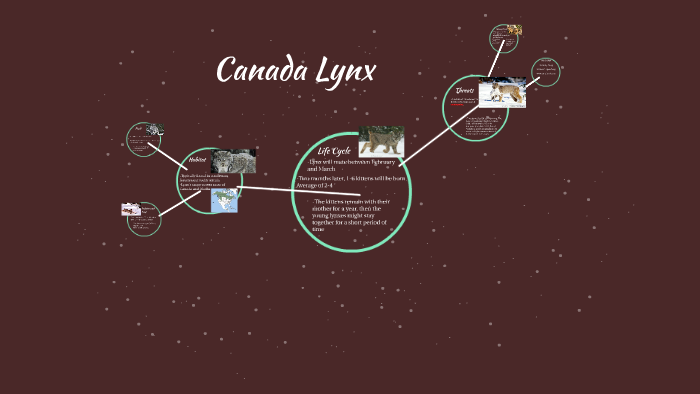 Life Cycle of Canadian Lynx by Shawn Flood on Prezi