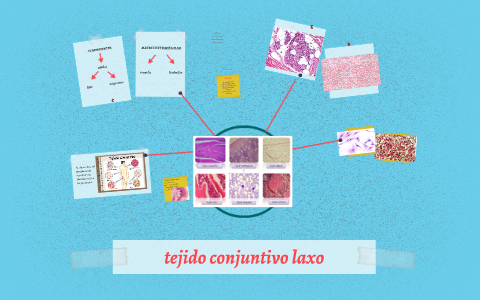 tejido conjuntivo laxo by viridiana ibarra on Prezi