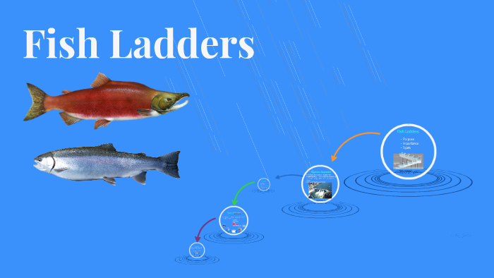 Fish Ladders by Drew lindh on Prezi