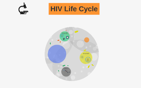 HIV Life Cycle by Sydney Sichterman on Prezi