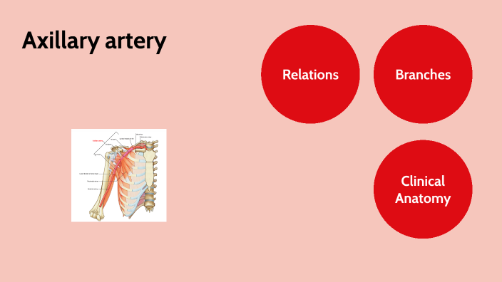 Axillary artery by Sowmiya Parameshwari on Prezi