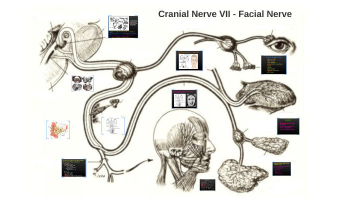 Cranial Nerve VII - Facial Nerve by Bobbi Lowie on Prezi