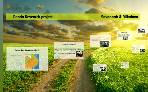 Panda Research project by Savannah Taylor on Prezi