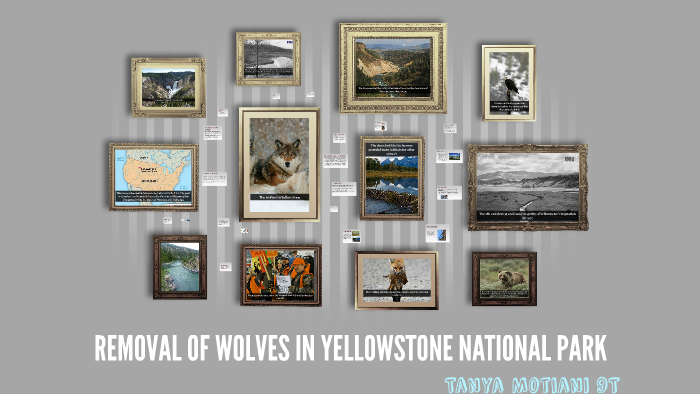REMOVAL OF WOLVES IN YELLOWSTONE NATIONAL PARK by Tanya Motiani on Prezi