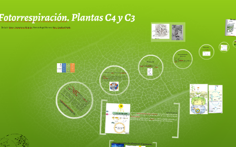 Fotorrespiración. Plantas C4 y C3 by Maru romero on Prezi