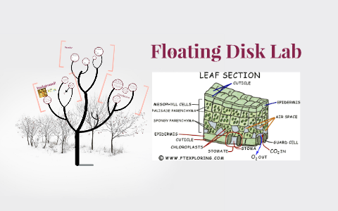 Floating Disk Lab by Ana Esqueda on Prezi