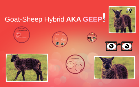Goat-Sheep Hybrid AKA GEEP by Ana Oviedo on Prezi