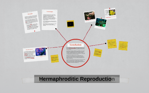 Hermaphroditic by Vianie Henri