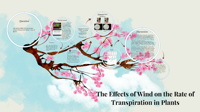 The Effects of Wind on the Rate of Transpiration in Plants by Katie ...