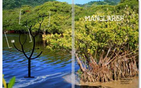 Manglares en Colombia by John Salazar on Prezi