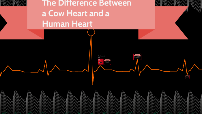 What Are The Differences Between A Cow Heart And A Human Heart? – WATQVT