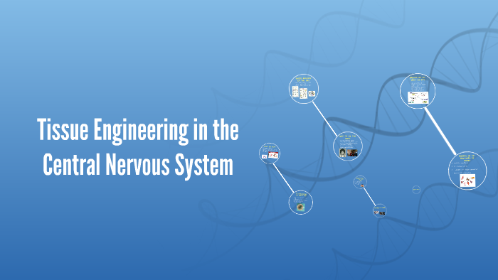 Tissue Engineering in the Central Nervous System by on Prezi