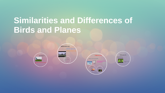 Similarities and Differences of Birds and Planes by rebecca strasser on ...