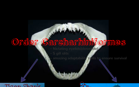 Shark Order Carcharhiniformes by Hannah Gregory on Prezi