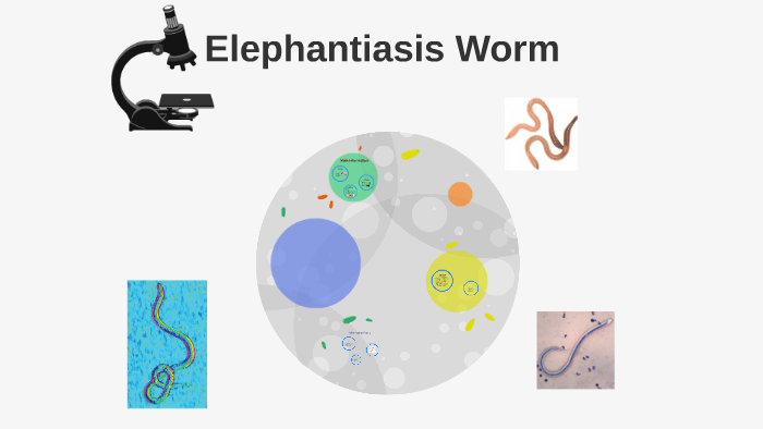 Elephantiasis Worm by Alondra Herrera on Prezi