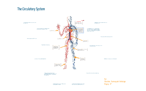 The Circulatory System by Haiqa Arain on Prezi