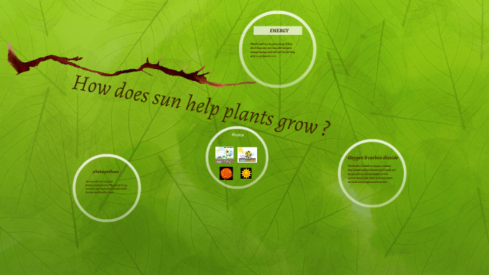 how does sun help plants grow by William helm on Prezi