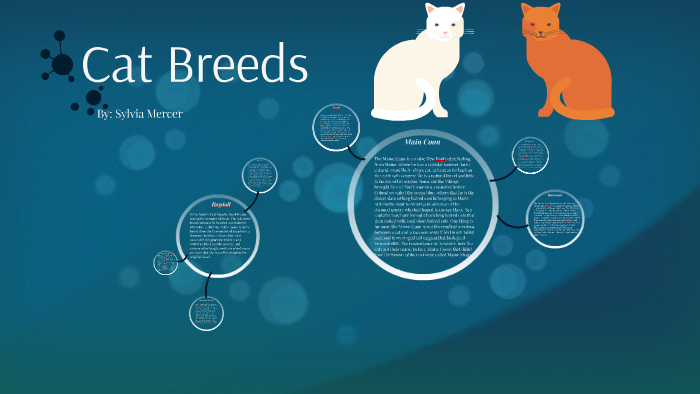 Cat Breeds by Sylvia Mercer on Prezi