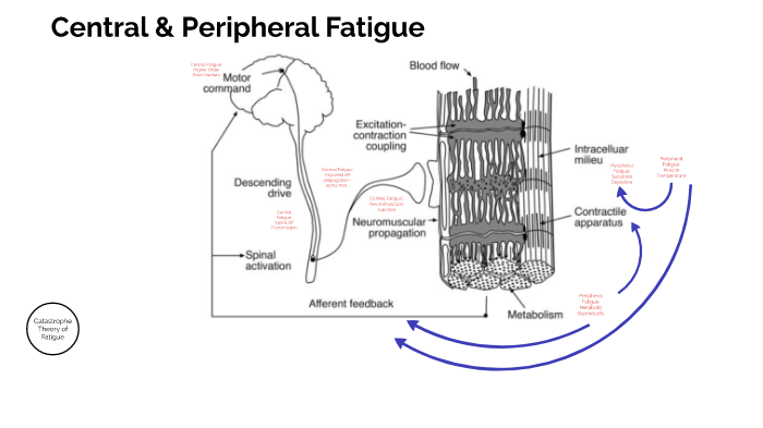 Central and Peripheral Fatigue by Meredith Hord on Prezi
