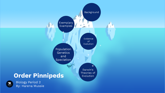 Evolution Project: Order Pinnipeds by Harena Mussie on Prezi