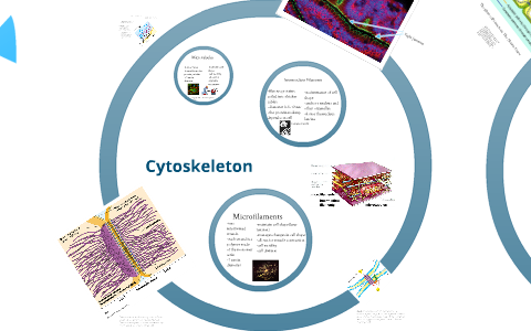 AP Biology Animal and Plant Cell Project, Junctions and Structure by ...