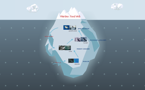 Marine Food Web by Hannah Samuelson on Prezi
