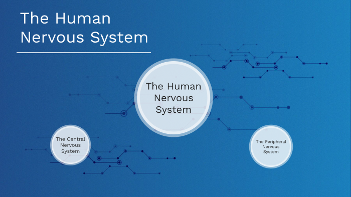Unit 1 AOS 1 The Human Nervous System by Julia Bianchin on Prezi
