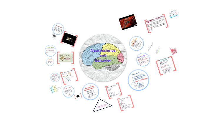 AP Psych- Neural Communication by Talya Blatt on Prezi