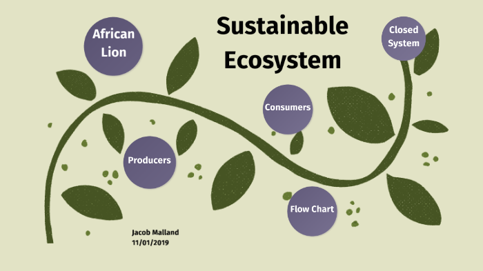 African Lion Ecosystem by Jacob Malland on Prezi